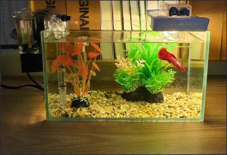 Các loại đá cảnh bể cá, hướng dẫn chọn đá setup đẹp